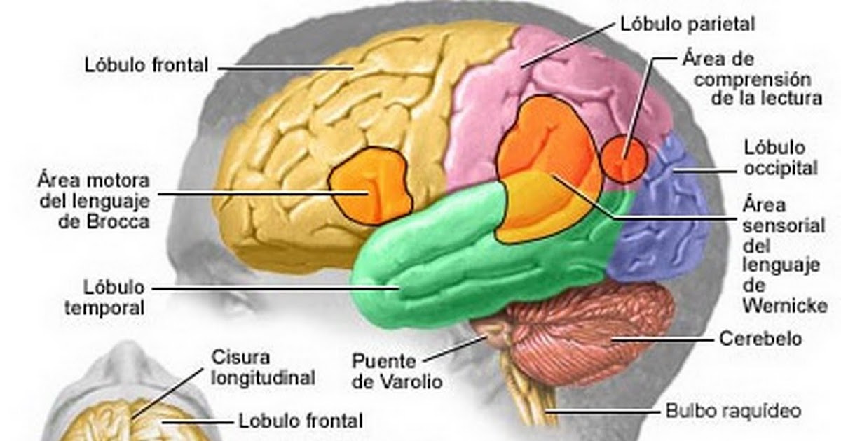 La corteza cerebral : Áreas de asociación